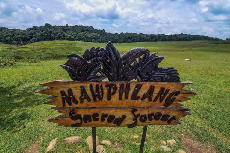 Mawphlang Sacred Forest, Shillong: A Glimpse into Meghalaya's Mystical ...